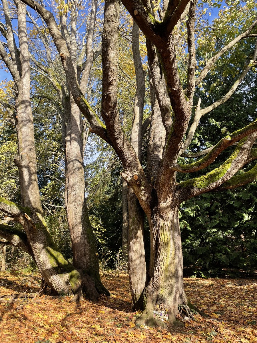 Aspirational Marketing Represents Whose Aspiration, Really? – the ...